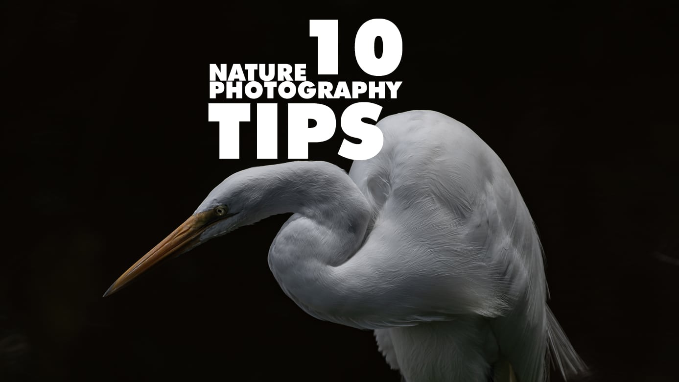 Level Up With These 10 Nature Photography Tips - WDO Photography ...