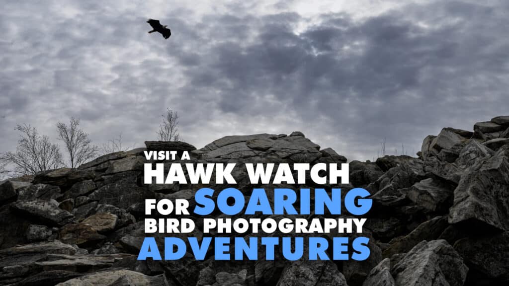 Visit A Hawk Watch For Soaring Bird Adventures - WDO Photography ...