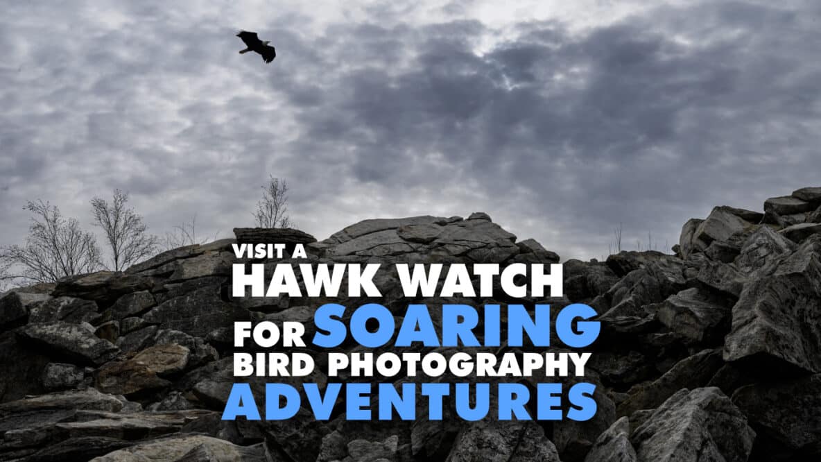 Visit A Hawk Watch For Soaring Bird Adventures - WDO Photography
