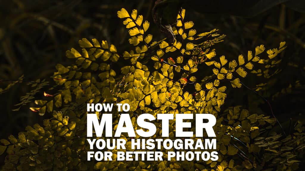 How To Master Your Histogram For Better Photos - WDO Photography ...